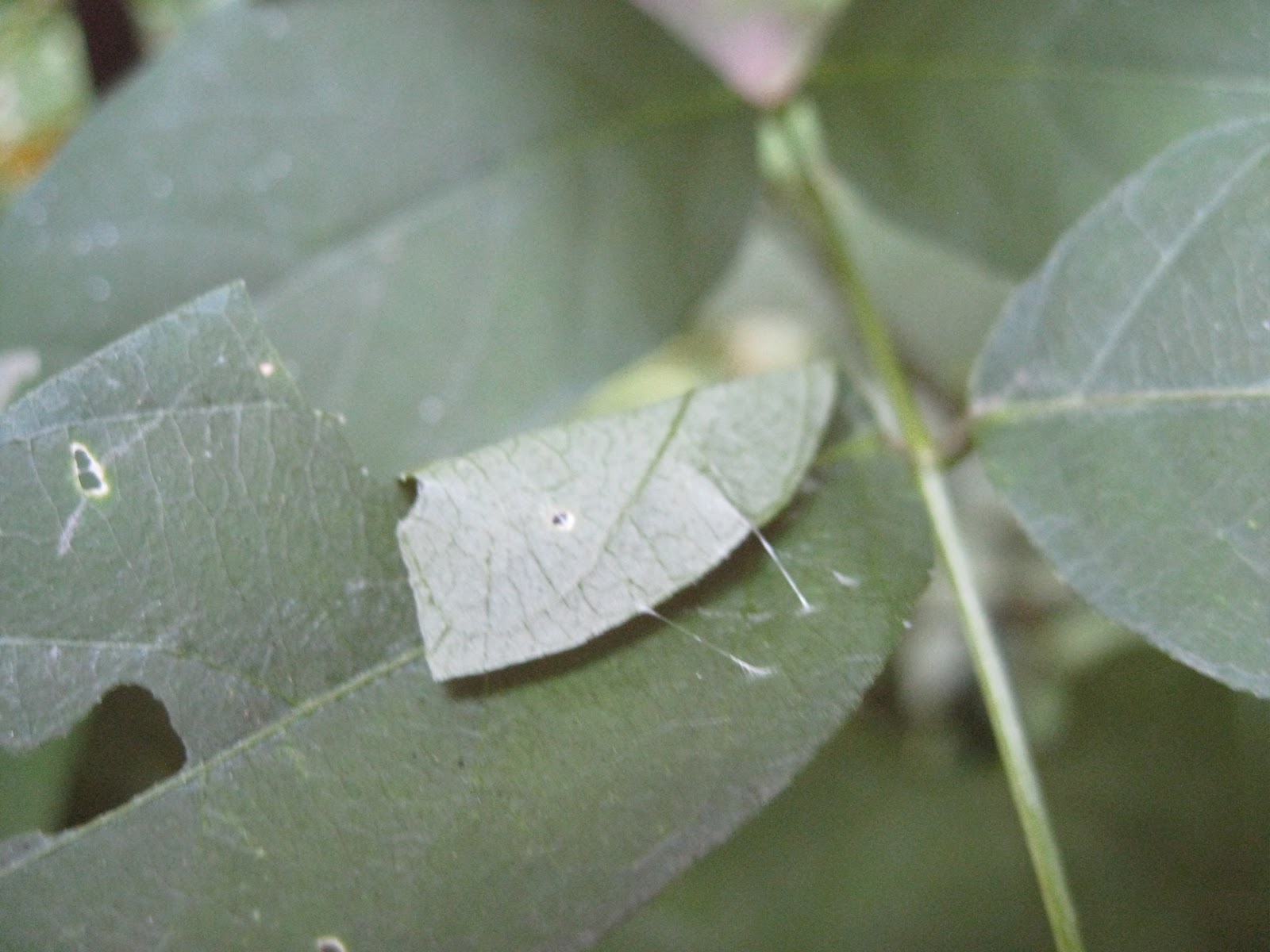Capital Naturalist by Alonso Abugattas: Black Locust