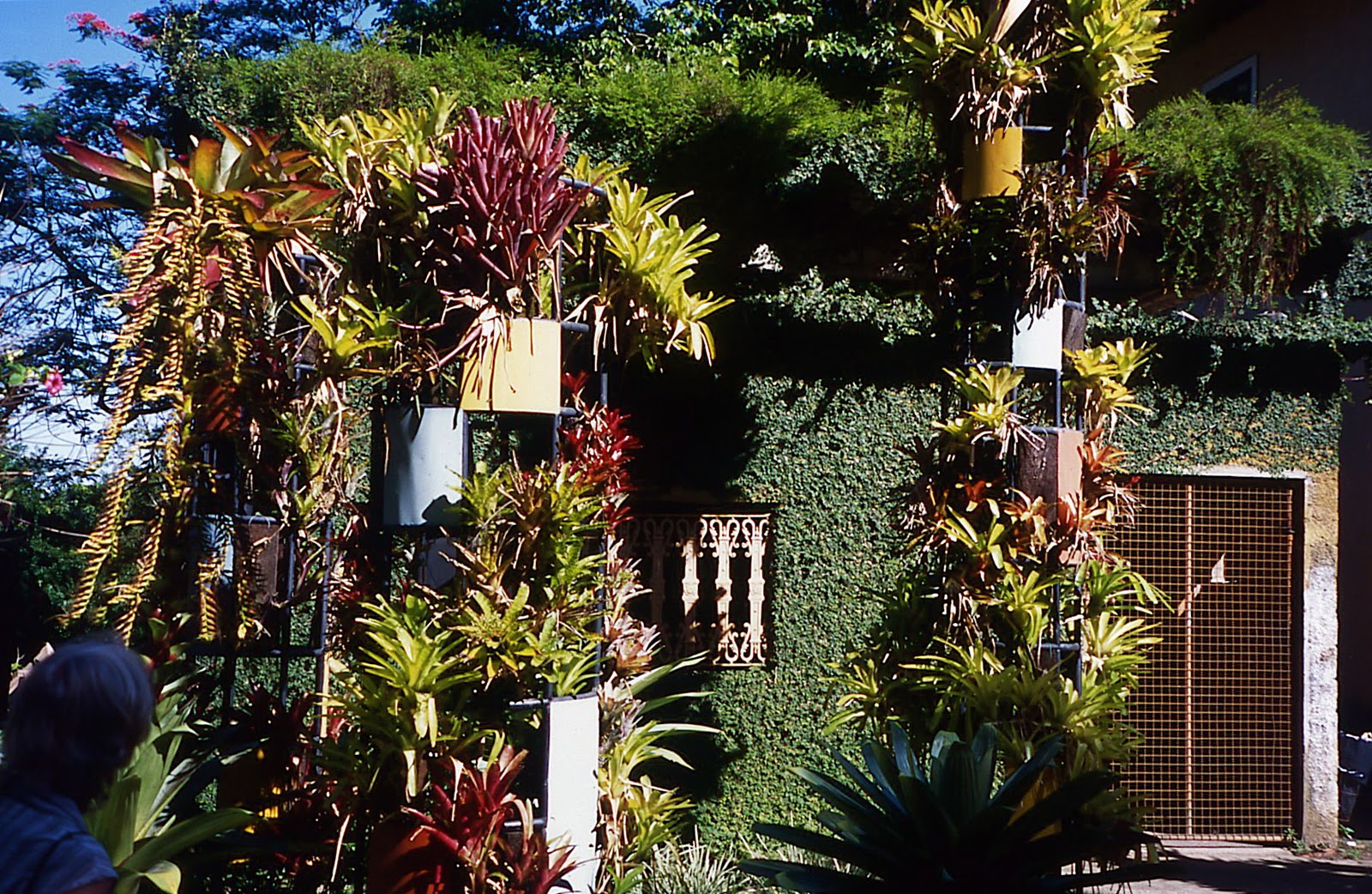 Jeffrey Bale's World of Gardens: The Gardens of Roberto Burle Marx