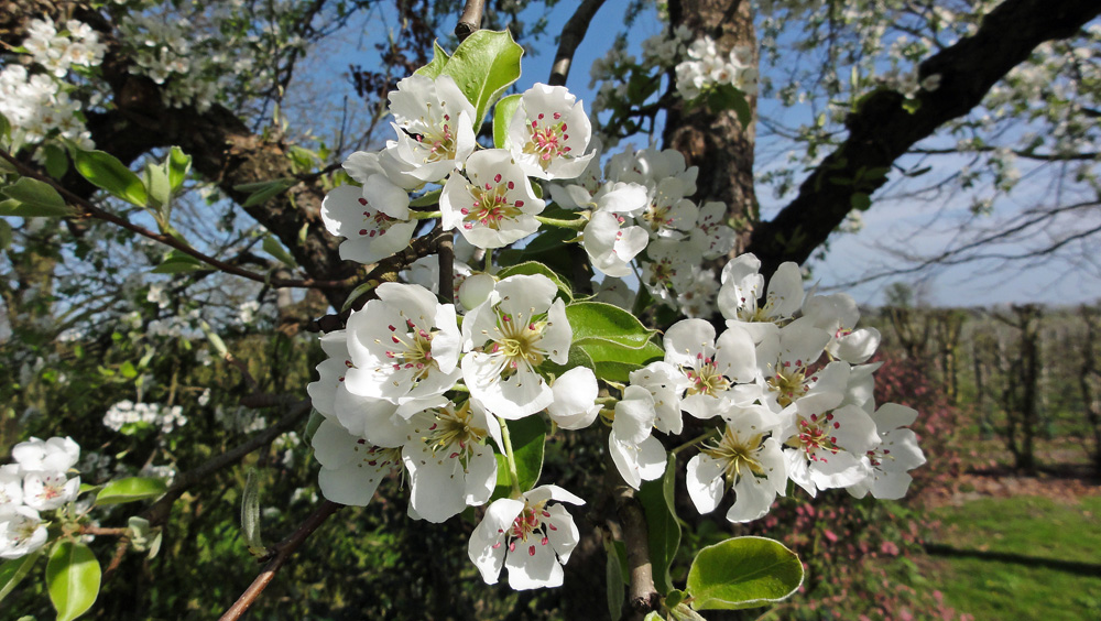 Wandelblog Joop van der perk: Uitbundige bloeiende boomgaarden en het ...