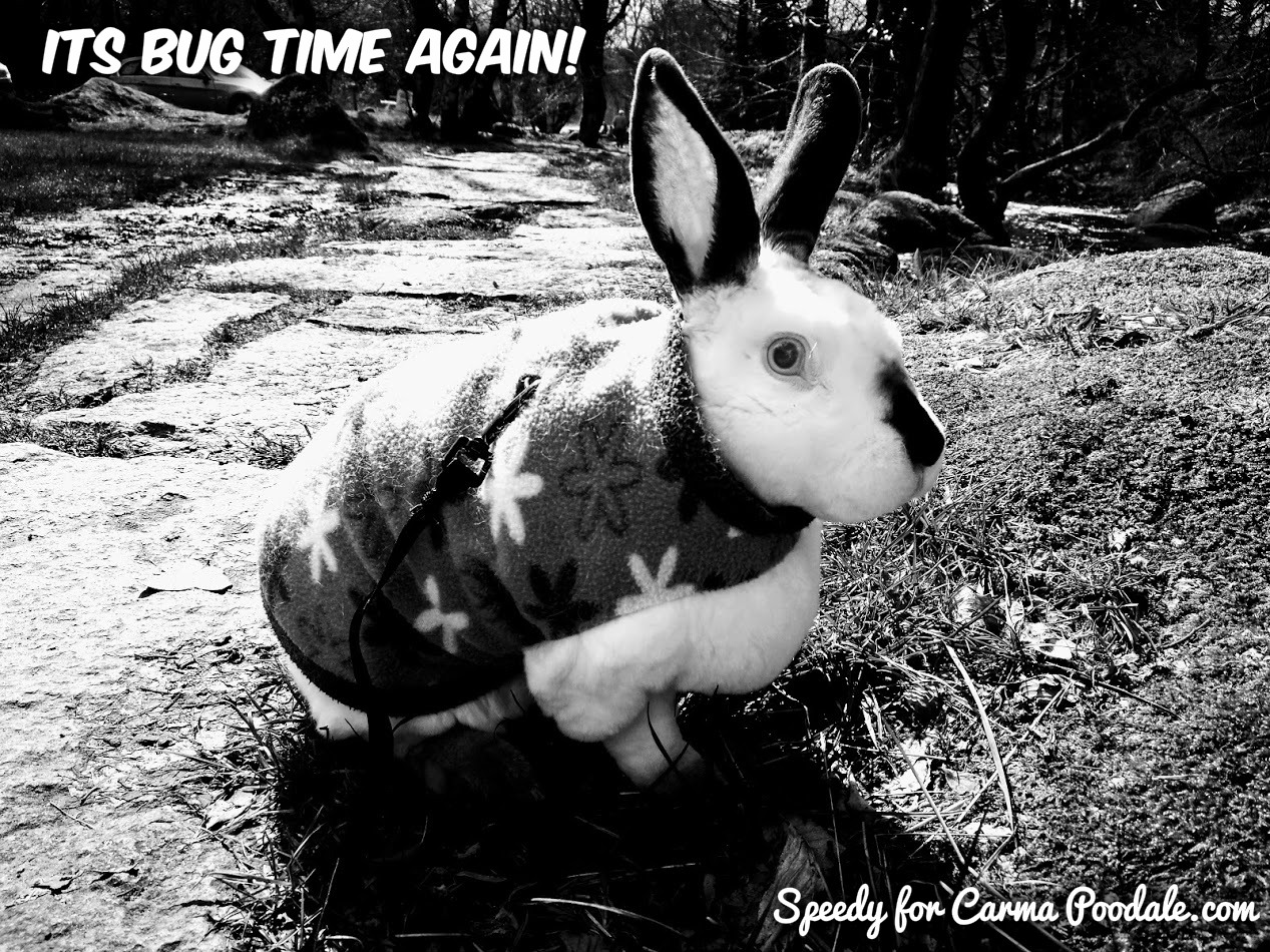 Carma Poodale : Bunny Meme.....its bug time again!