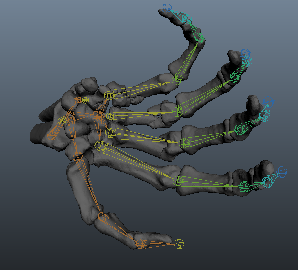 Anatamation: where Anatomy meets Animation: 7/1/12 - 7/8/12