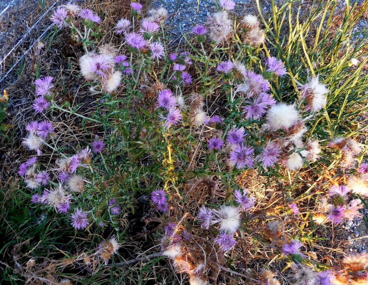 r o b i n 's y a r d: Galactites tomentosa