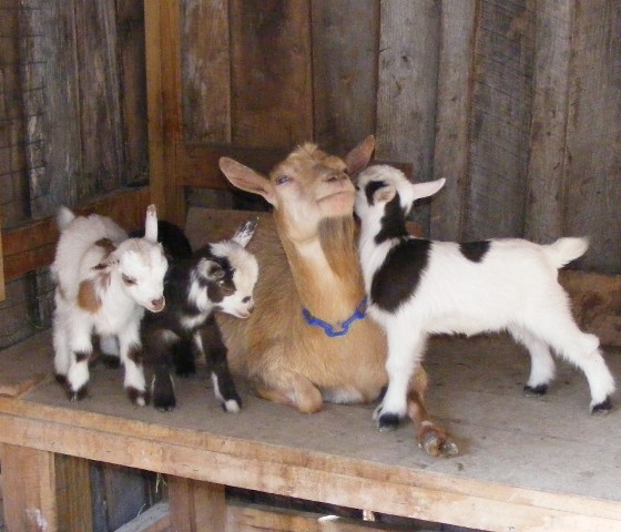 Intermittent Farm Report: Nigerian Dwarf goat babies - two weeks old