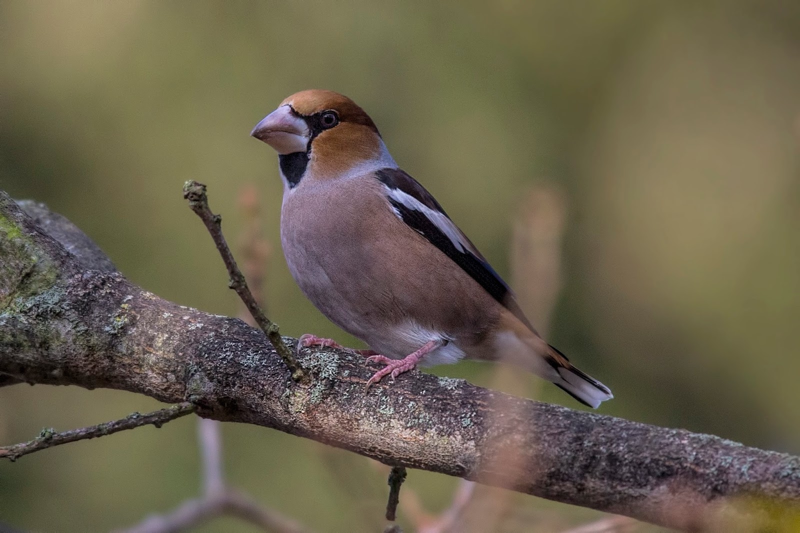 Bedsbirds Images Blog: Hawfinch