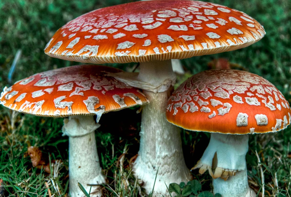 Amanita muscaria