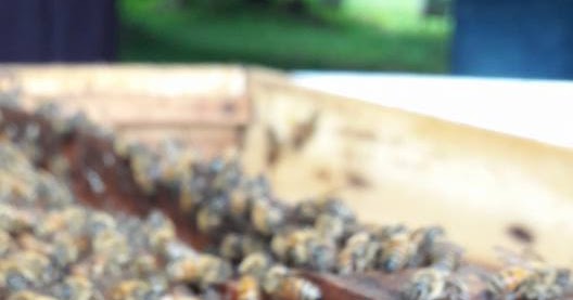 Honey Melon Farm ฮั่นนี่เมล่อนฟาร์ม @ วังม่วง: หัดปลูกเมล่อนแบบอยากลอง