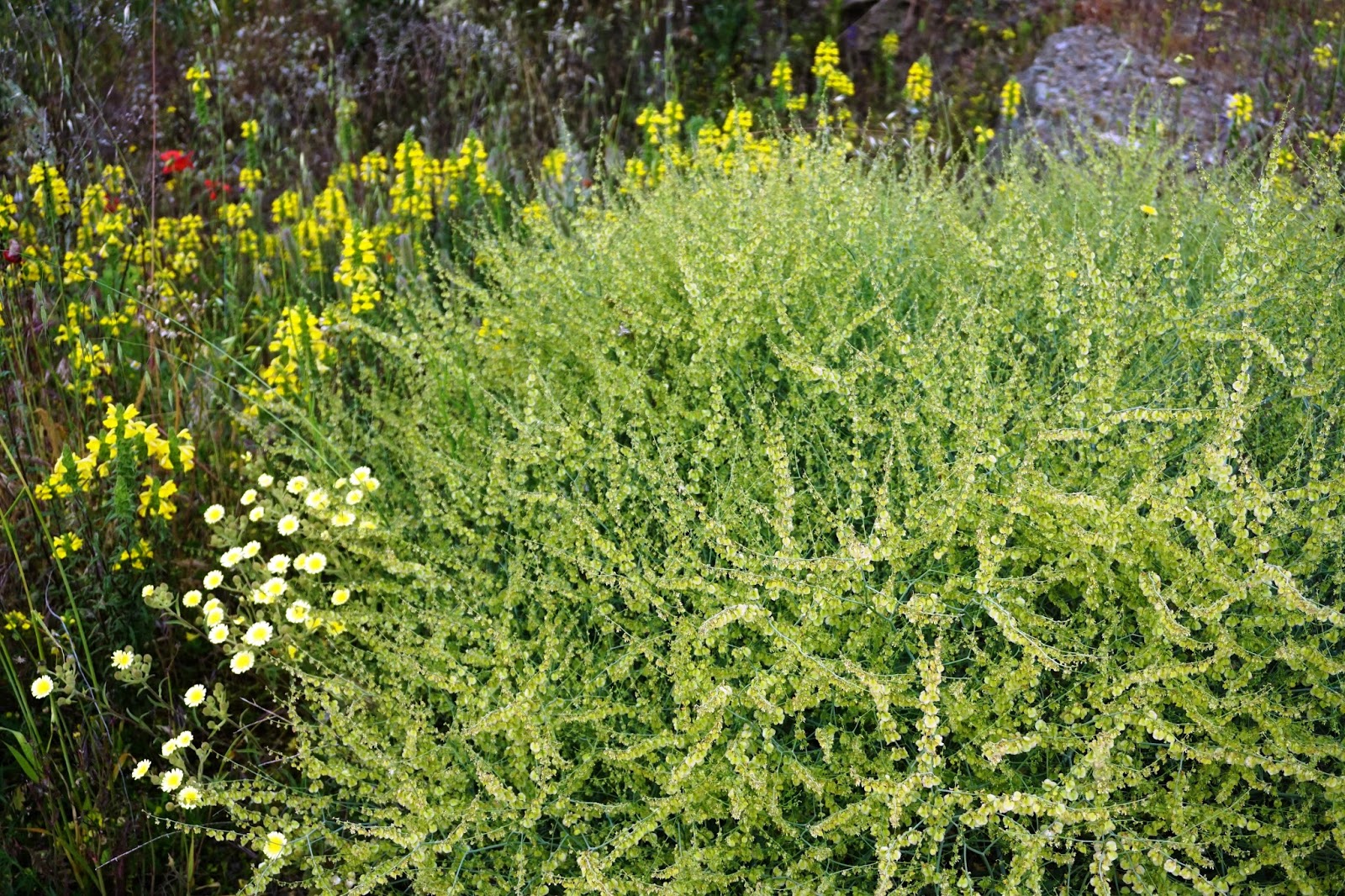 Plantas de Huerta Otea, Salamanca: Acedera redonda (Rumex induratus)