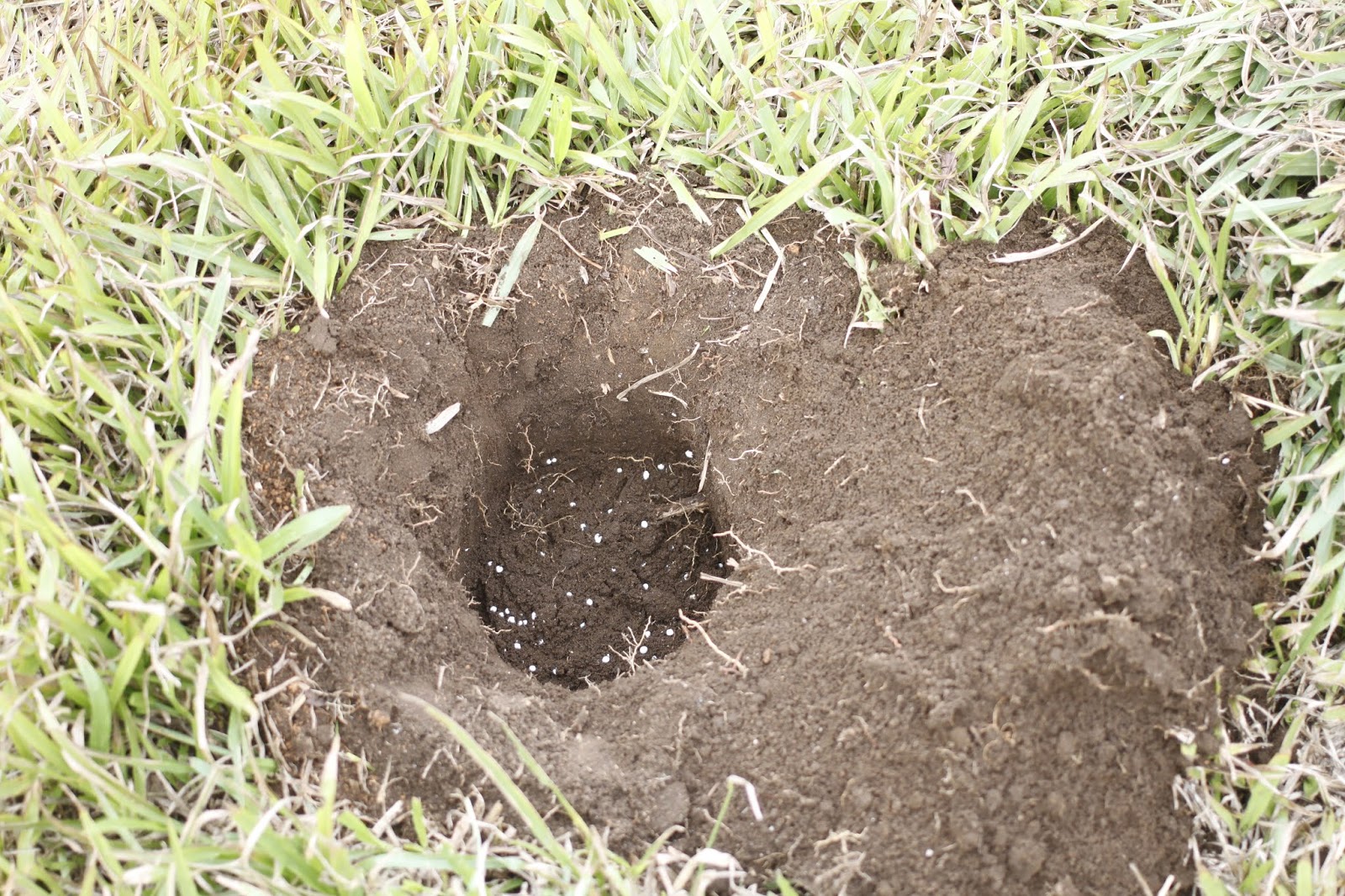 Evergreen Resources Tree Farm: Easy Steps In Planting Falcata Tree