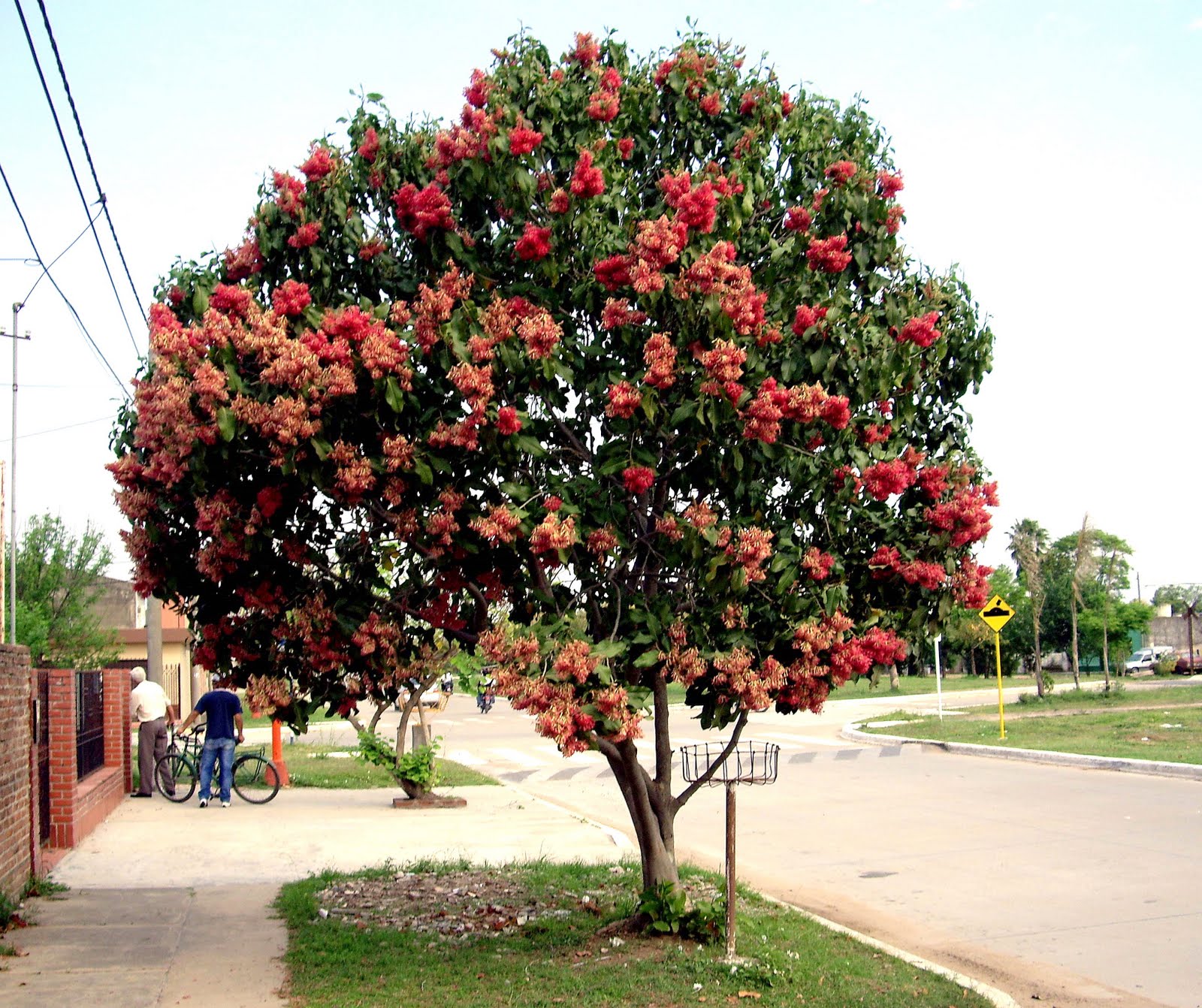 Argentina nativa: Manzano de campo (Ruprechtia apetala)