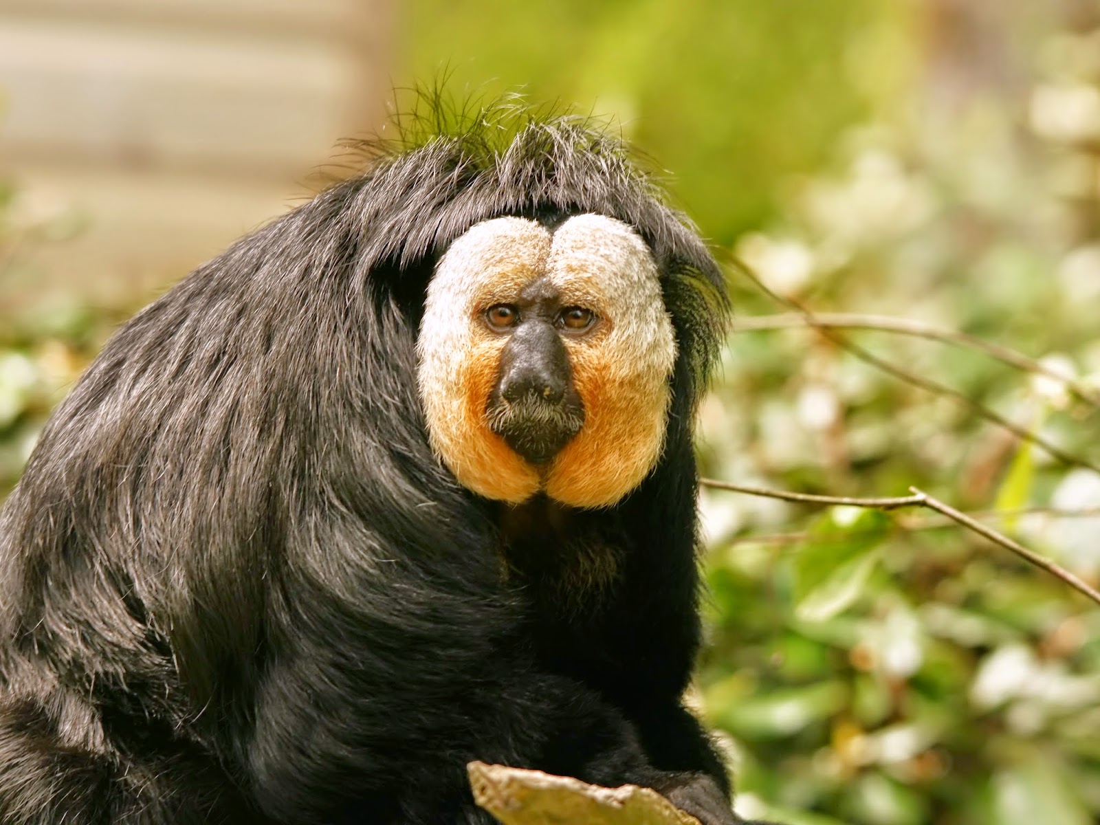 Fieggentrio: Bizarre, gekke, vreemde en bijzondere dieren.