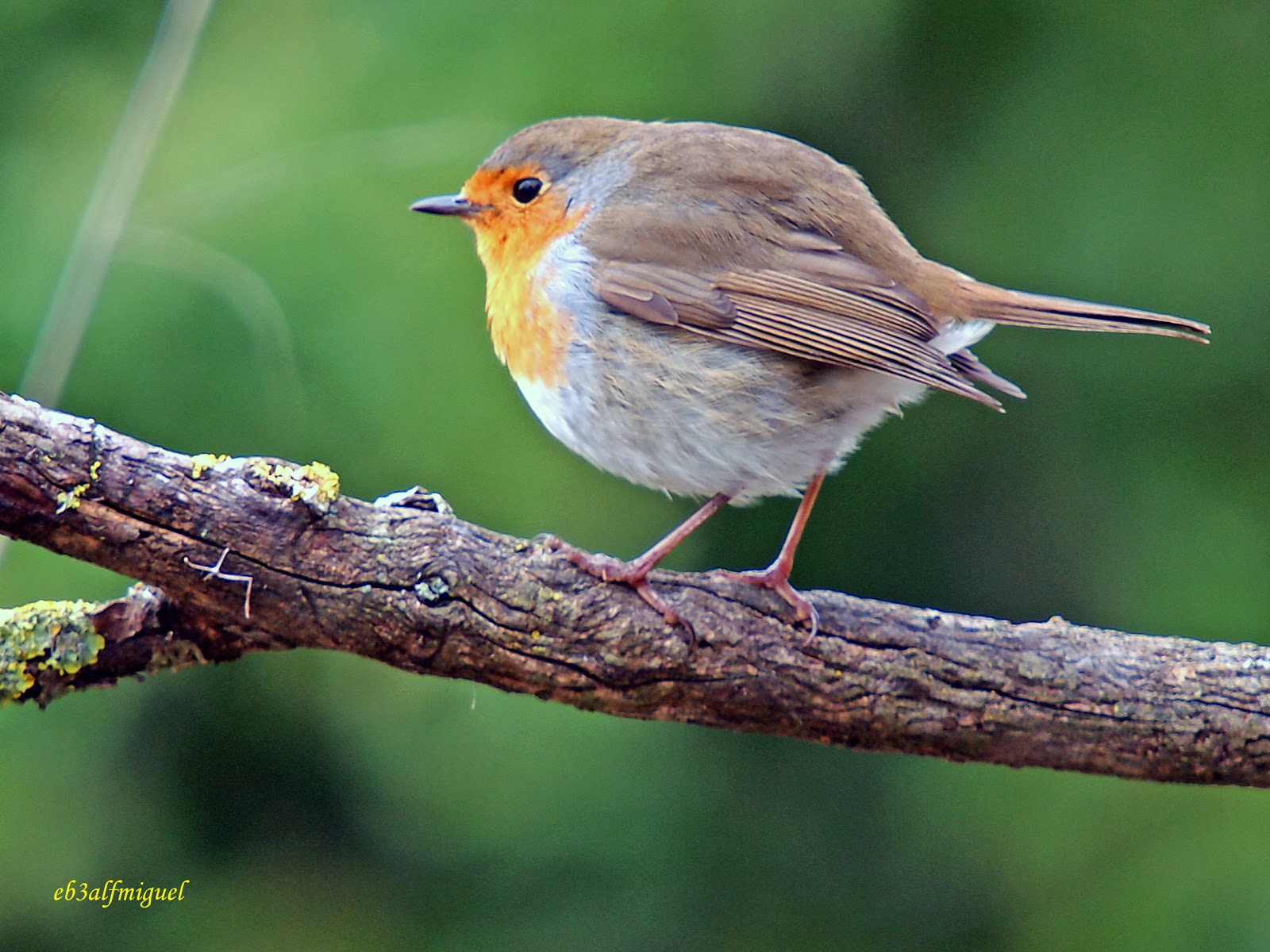 Miguel fotografia: Petirrojo europeo (Erithacus rubecula)
