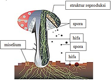 Jamur (Fungi) ~ Artikel Teknik Kimia