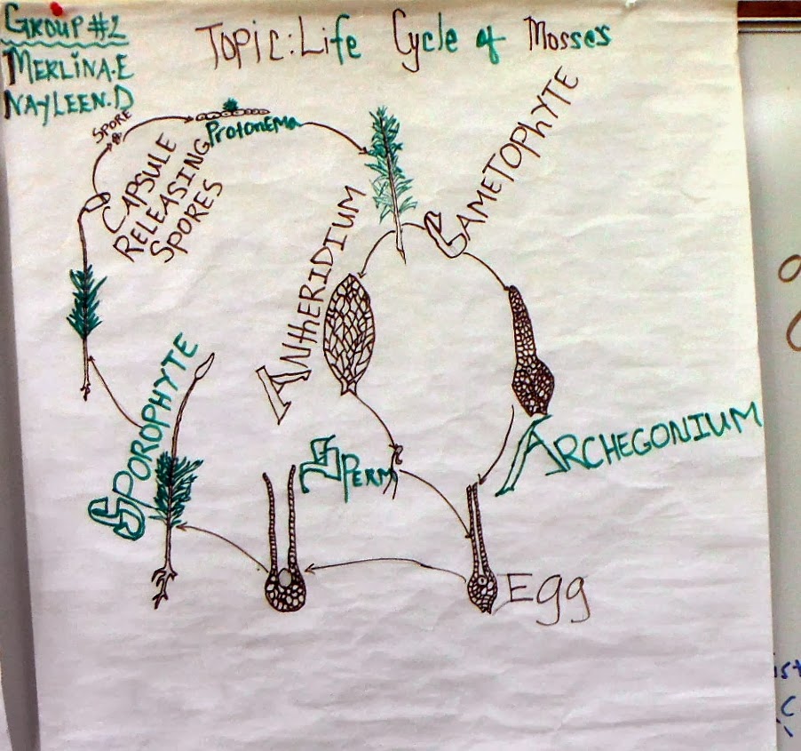 Lycophyte and monilophyte student presentations