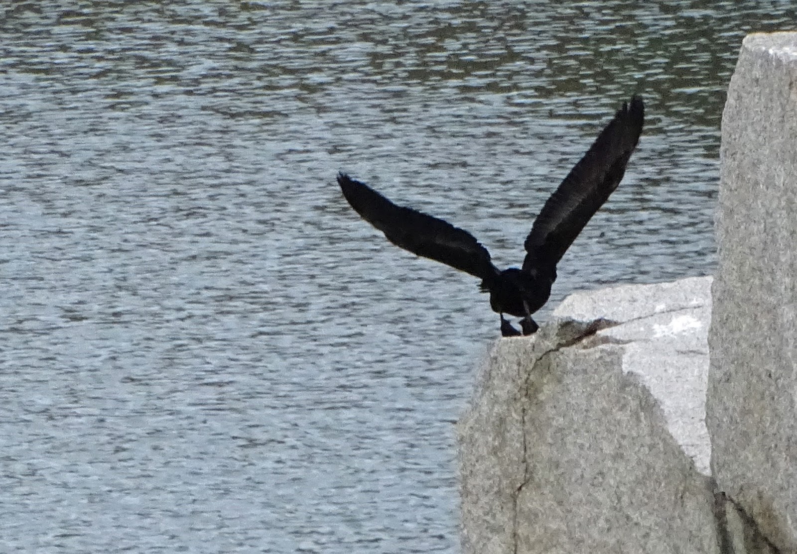 Notes from Halibut Point: Birds of the Quarry, 4 - The Cormorant
