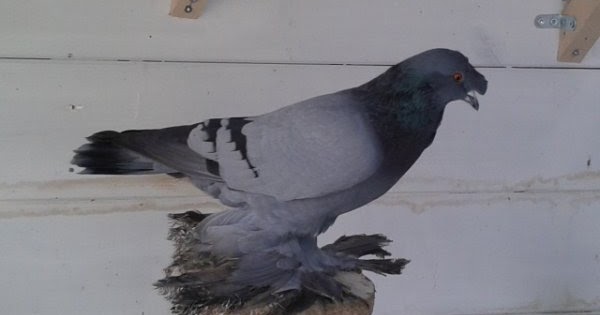 German Beak Crested Trumpeter - Pigeons fall