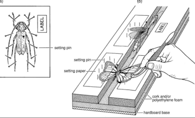 Handling of collected insects - Zoologist World
