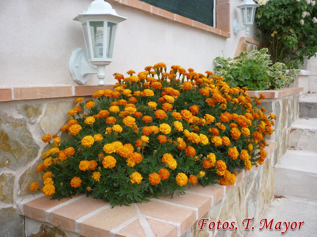 Flores y plantas silvestres: " Tagetes erecta "." Tagetes patula ...