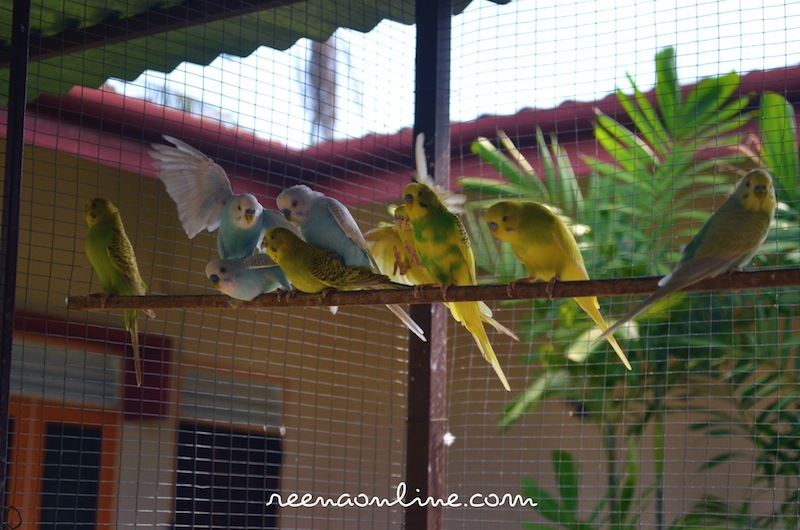 Reena's Online: Burung Baji / Budgie Bird