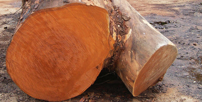 Mogno Verdadeiro e Mogno Brasileiro