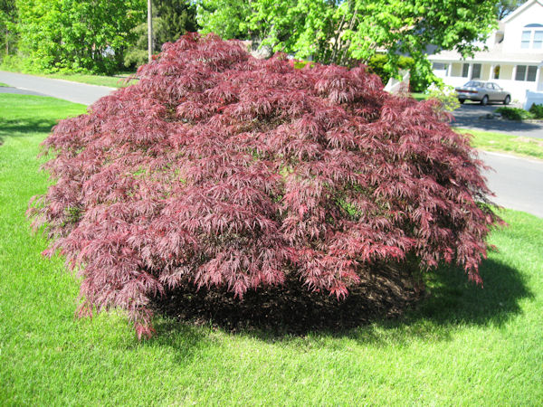 A GUIDE TO NORTHEASTERN GARDENING: Landscaping with Japanese Maples
