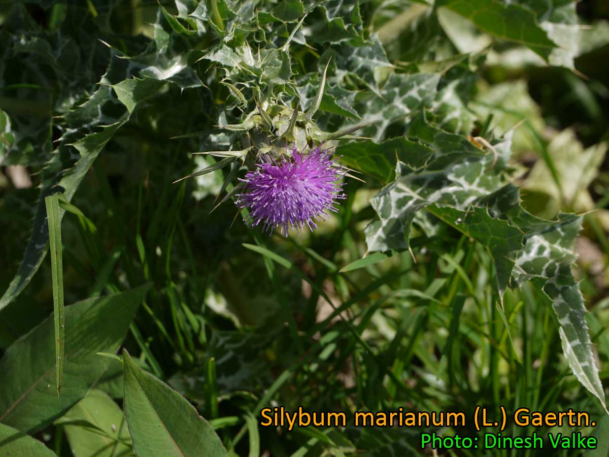 Medicinal Plants: Silybum marianum, Milk thistle, Chardon-Marie ...