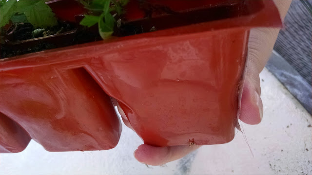 'Lissa's Life in the Southwest: Spring Disco Red Marigolds