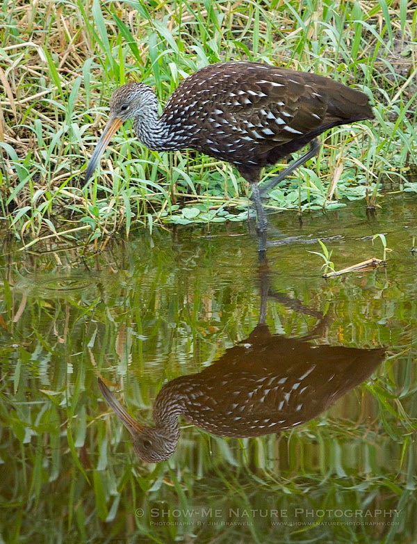 Birding Is Fun!: Birds of South Florida, Part 1 (Myakka River State Park)