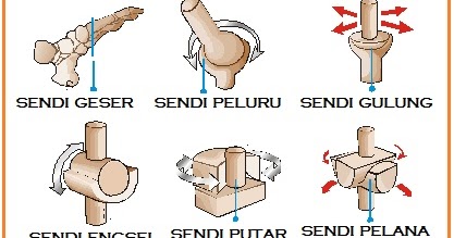Macam-macam sendi, letak, dan fungsinya pada manusia