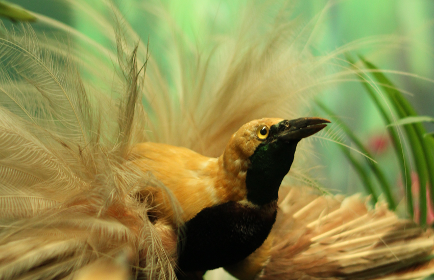 Pasari frumoase: Pasărea Paradisului din Bali -Grijuliu Cele mai ...