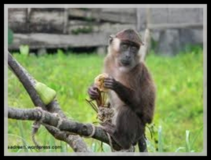 Beszamel i spółka bez ograniczeń: Makaki z wysp Mentawai