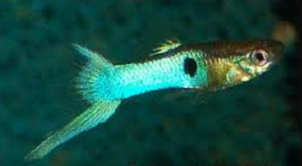 ENDLER POECILIA WINGEI Livebearers Cumana Area @endlerpoeciliawingei ...