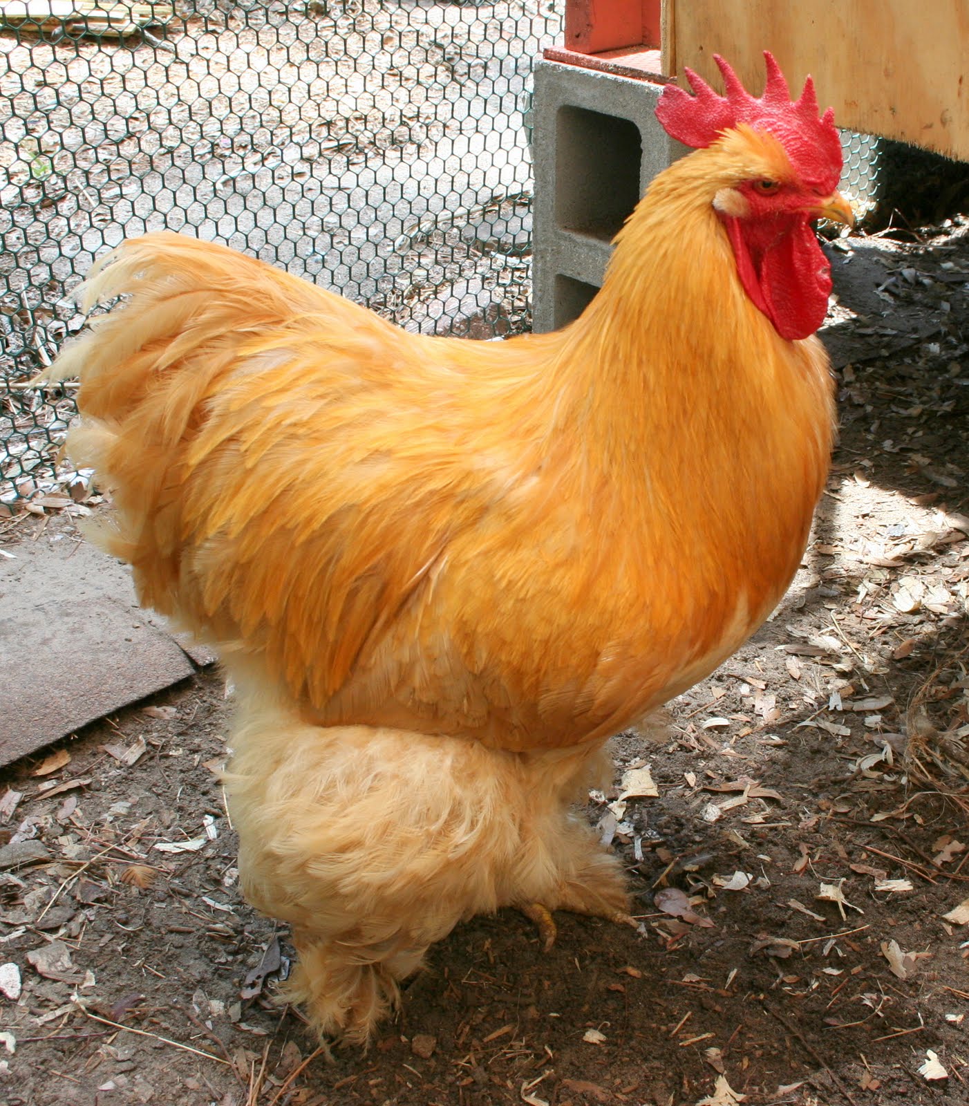 Golden Buff Chickens