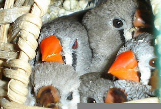 Exotic Birds: Totul despre Zebre Australiene