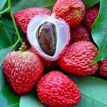 Maravilhosos benefícios da fruta lichia - Blog Doando Vida