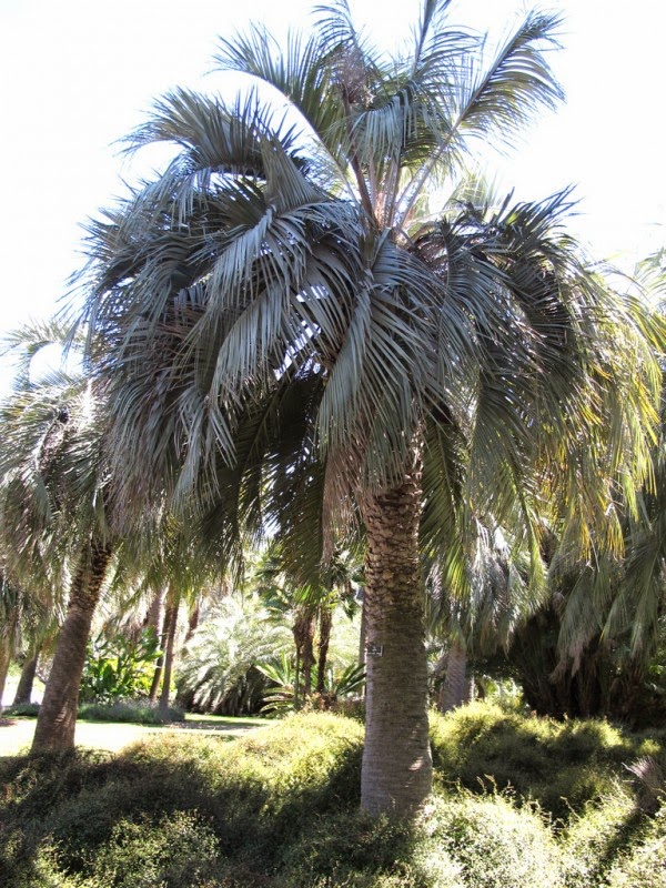 ARTE Y JARDINERÍA : BUTIA CAPITATA. Palmera de la jalea