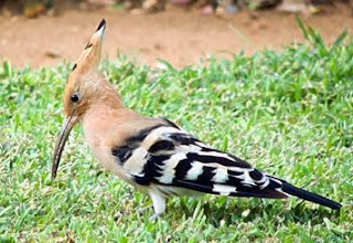 kecemburuan burung hud-hud | Meraih Ilmu Syar'i