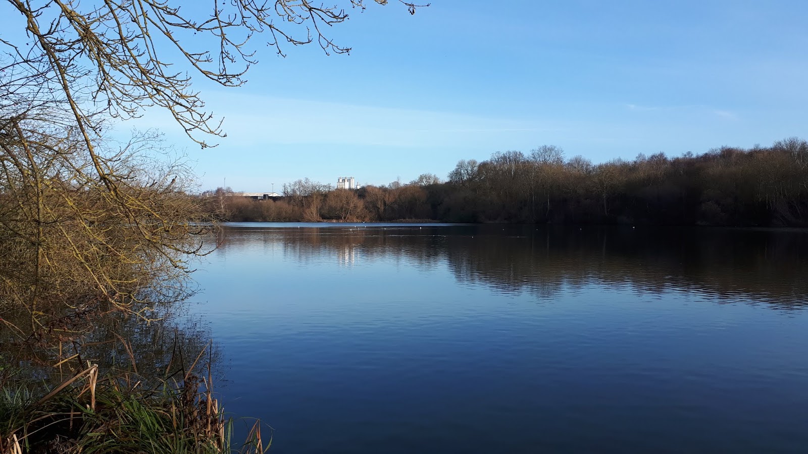Denham Quarry - Red-breasted Merganser