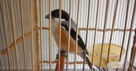 TIPS CARA MERAWAT PLENTET/PENTET/CENDET AGAR CEPAT BUNYI DAN GACOR ...