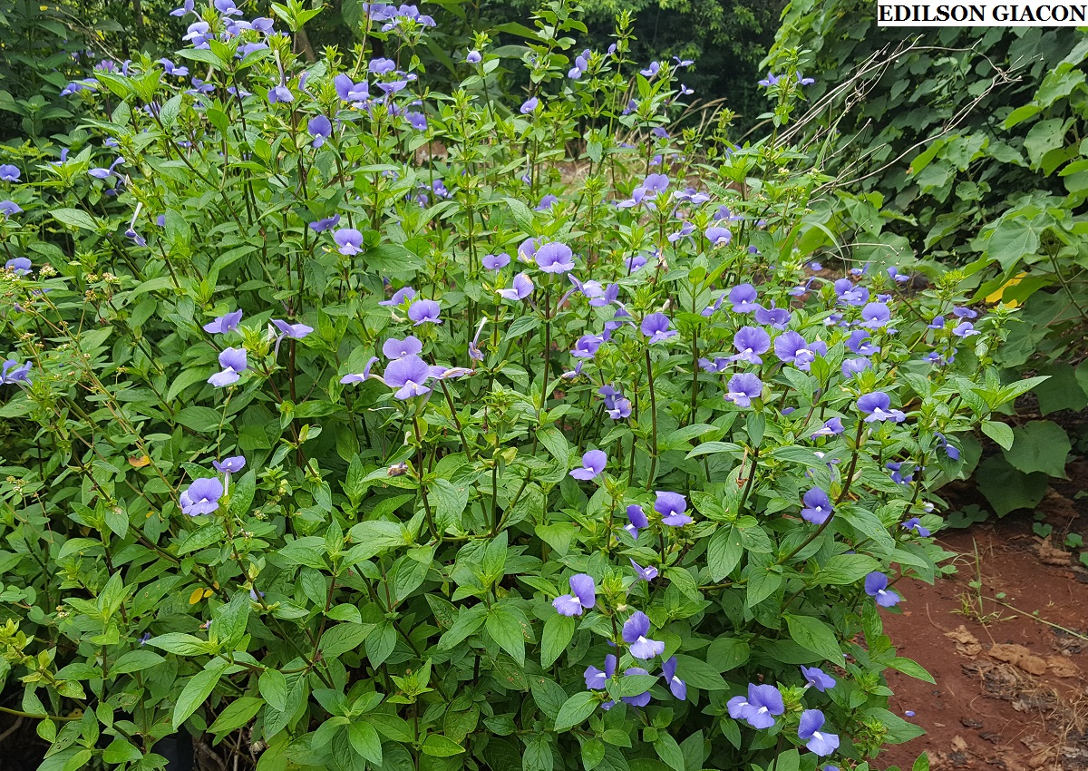 Viveiro Ciprest - Plantas Nativas e Exóticas: Pendão Azul ( Otacanthus ...