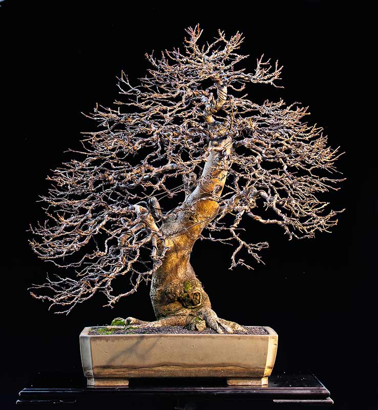Walter Pall Bonsai Adventures: Linden #1