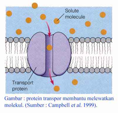 Transpor zat pada sel | blog Biologi