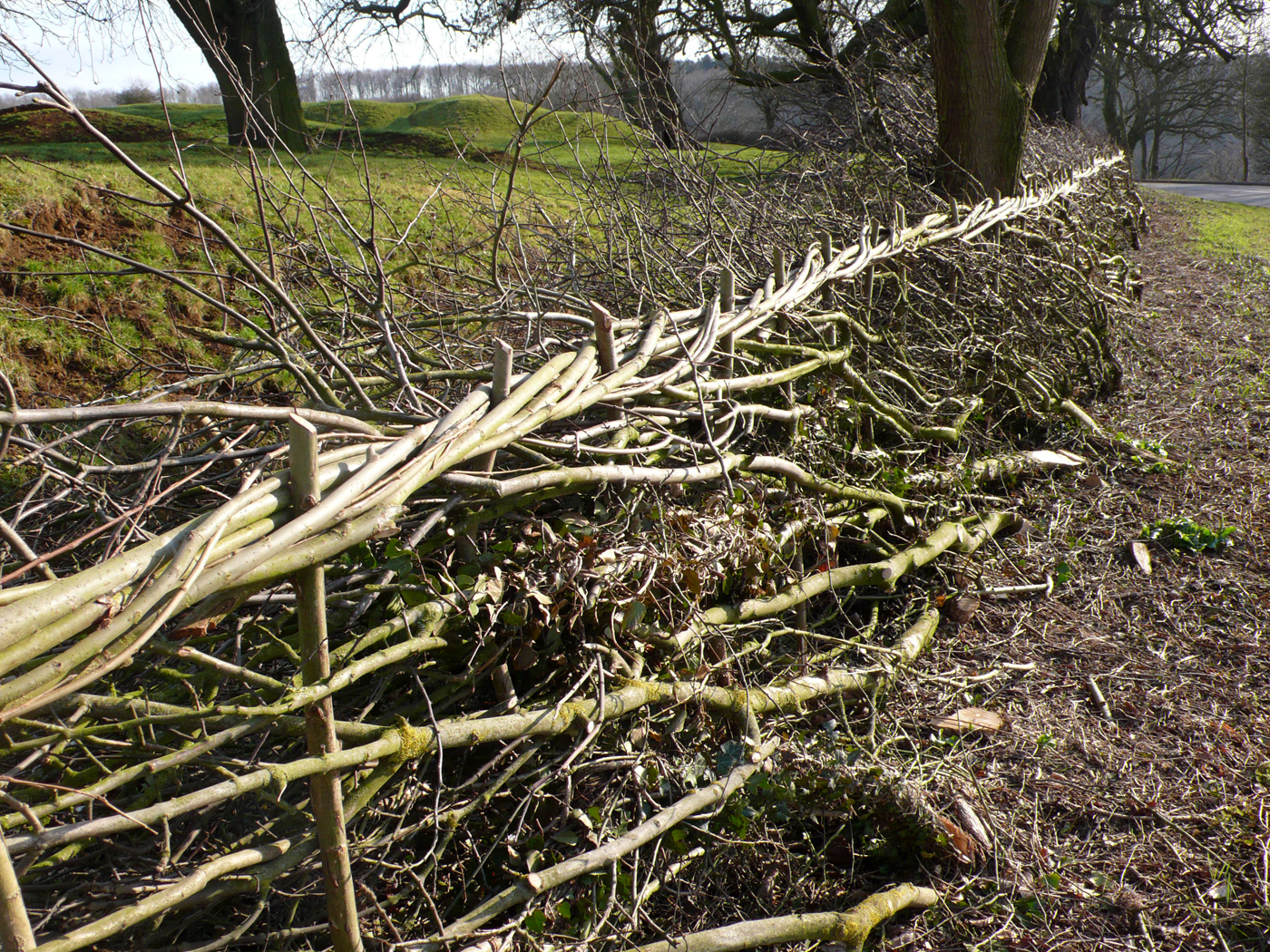 News From Nowhere: More Life-Enhancing Hedges