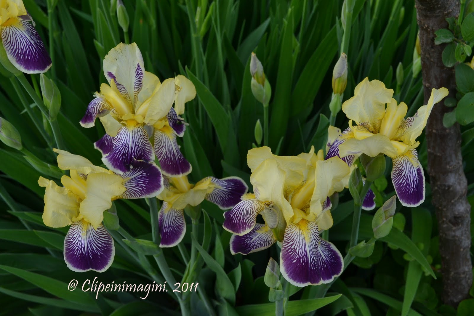 CLIPE IN IMAGINI: Stanjenei