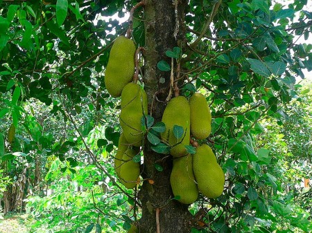 Sugavanam Tamil Readings: Jack Fruit is GOD... Jack Fruit Tree is GOD ...