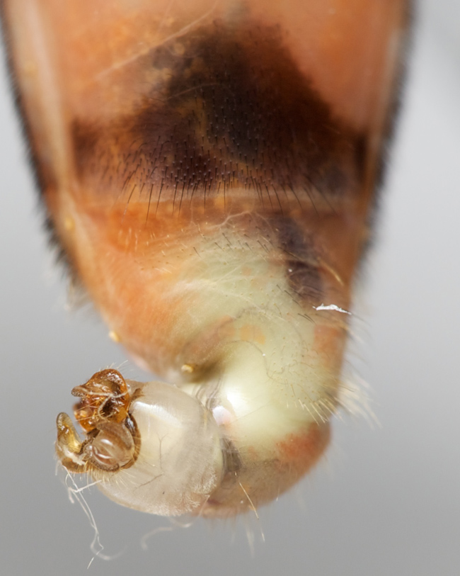 ムシをデザインしたのはダレ？: ヘリヒラタアブ Didea alneti ( FALLEN, 1817 )