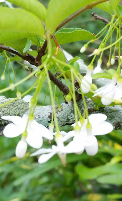 Warisan Petani: WW 75 : Bunga Santalia