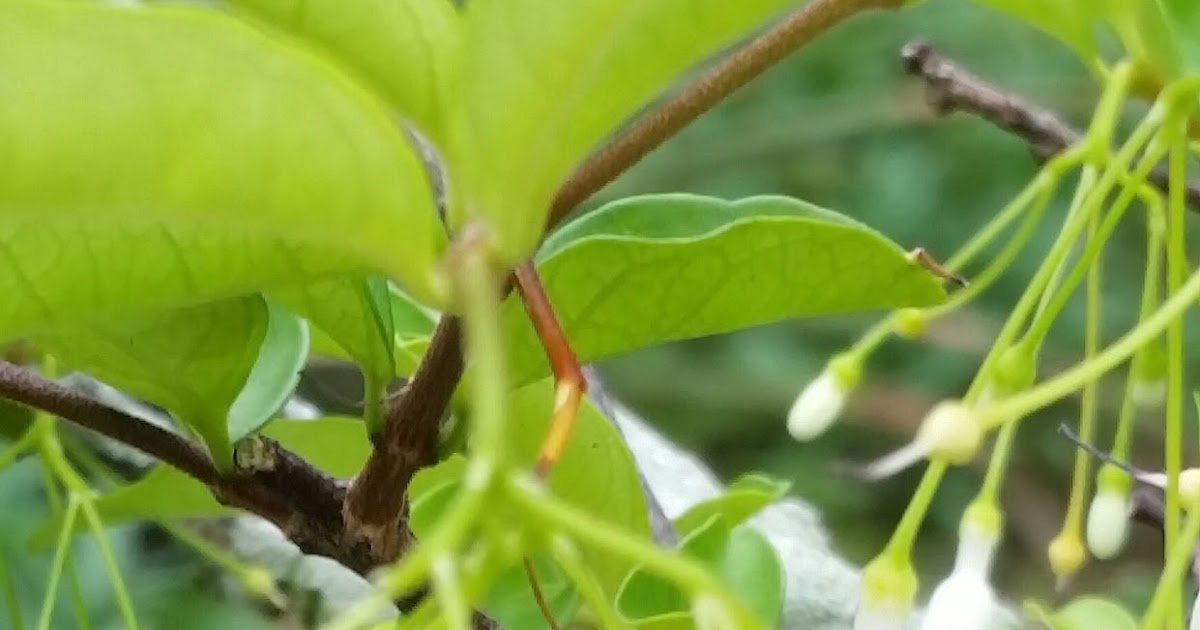 Warisan Petani: WW 75 : Bunga Santalia