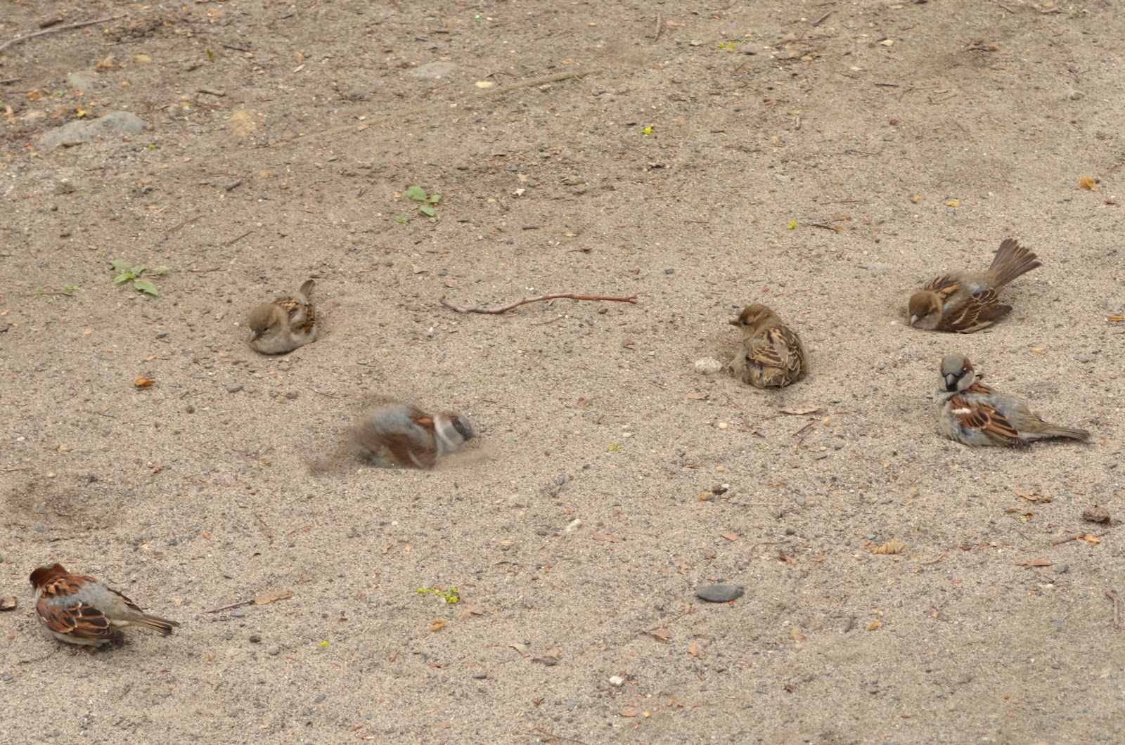 Urban Wildlife Guide: Dust Bath, Sun Bath