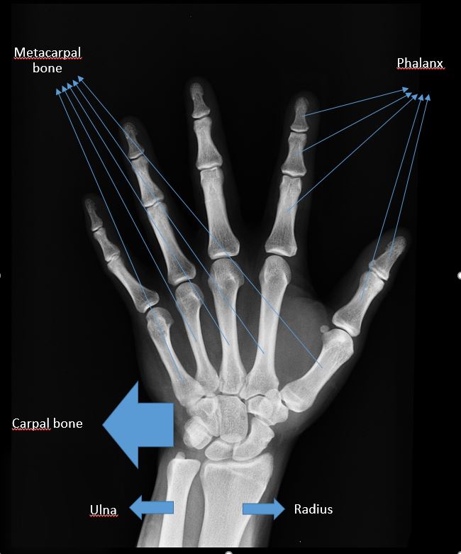Anatomy-Logia: El Anatomisi