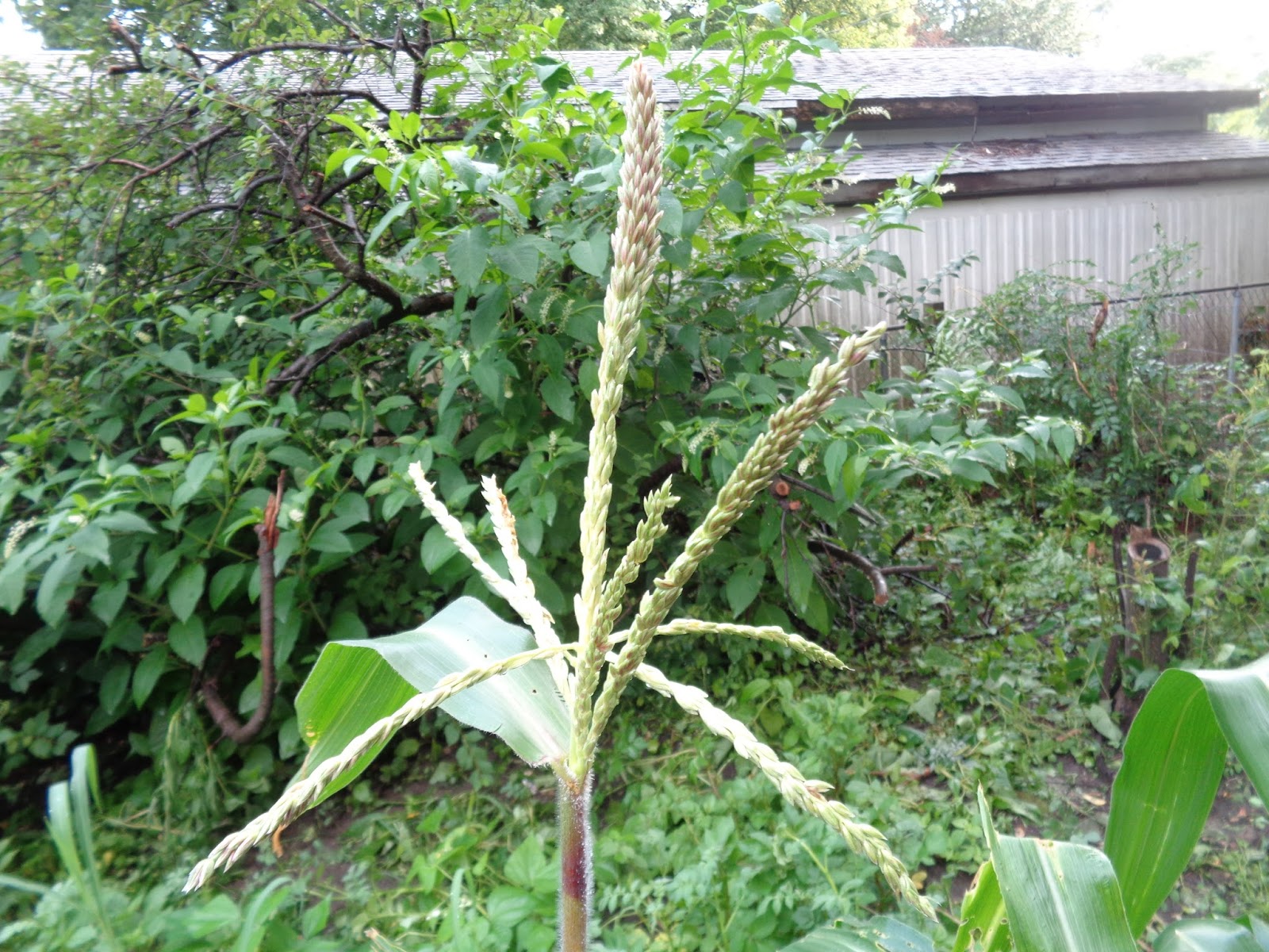 The Perennial Agriculturalist: maize and corn